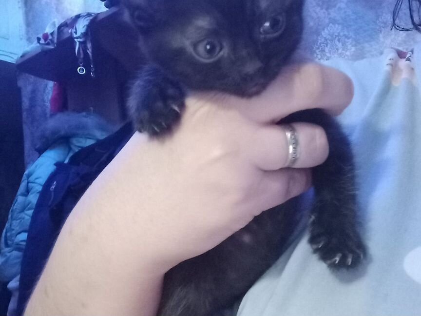 Кошки породистые