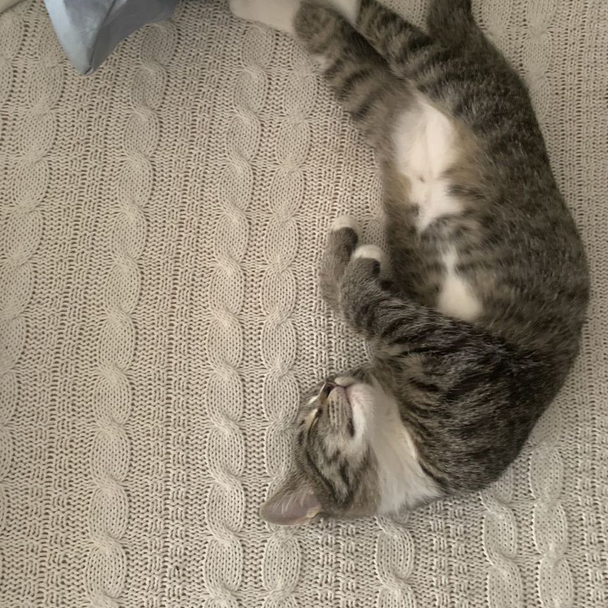 Милый добрый котенок ищет новый дом