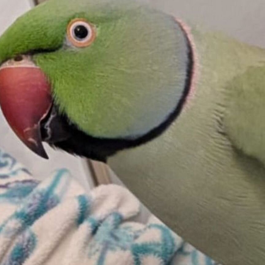 Ожереловый Попугай Самец