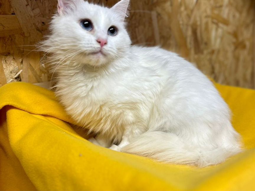 Кошки в добрые руки, Ева