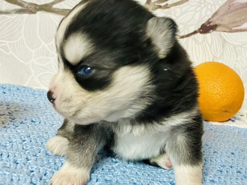 Щенки Помски F3