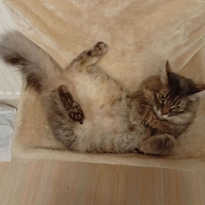 Лежанка Гамак для котов и кошек