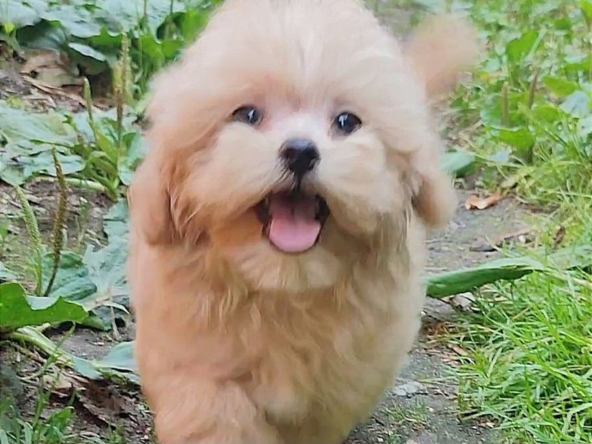 Мальтипу мини пушистик