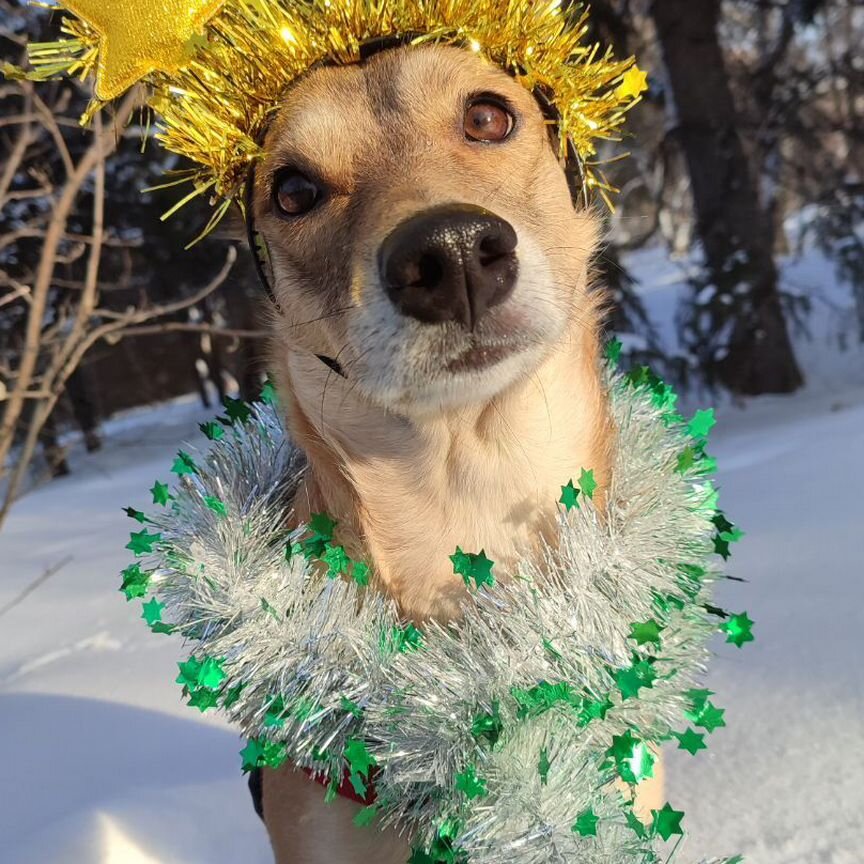 Взрослая собака в добрые руки