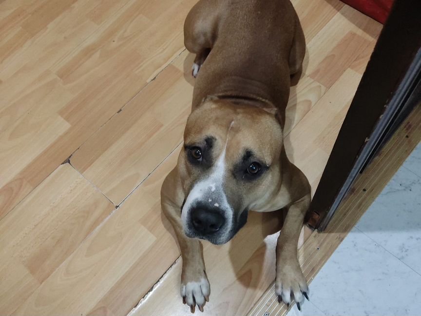 Вязка Американского стафа