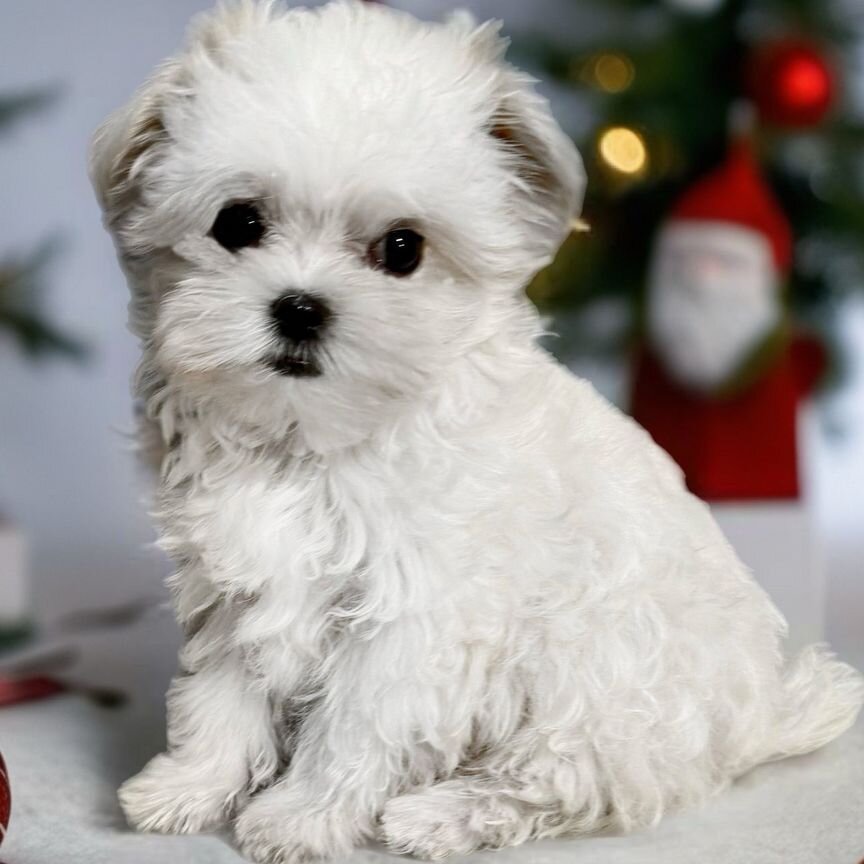 Мальтийская болонка, щенок