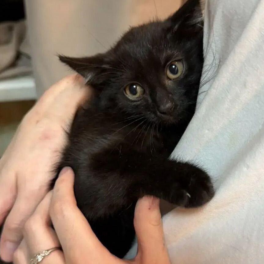 Котёнок в добрые руки