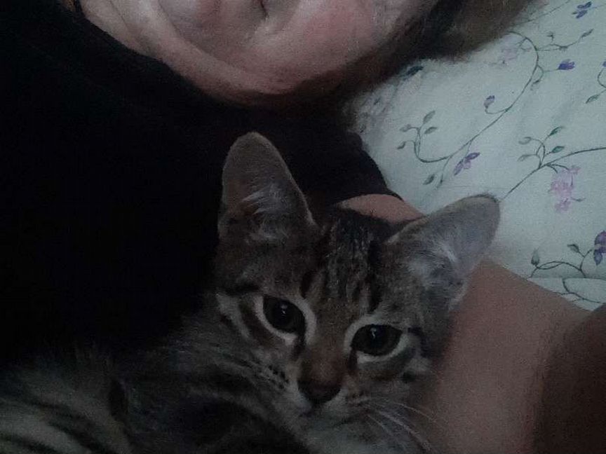 Котенок (пацан) от кошки мышеловки 4-хмесячный