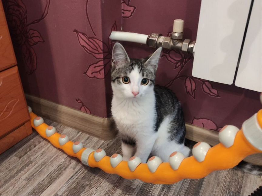 Котенок из коробки