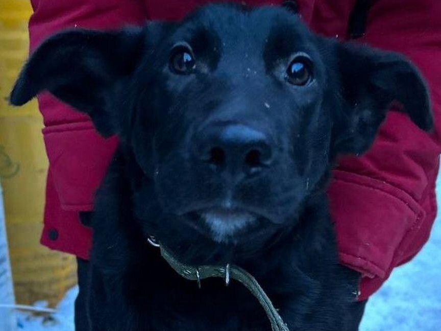 Щенок Блинчик с висячими ушами ищет дом бесплатно