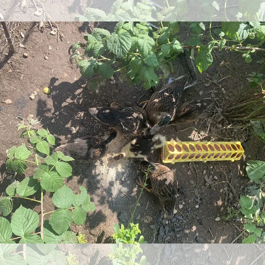 Утята дикой утки и один индоутенок