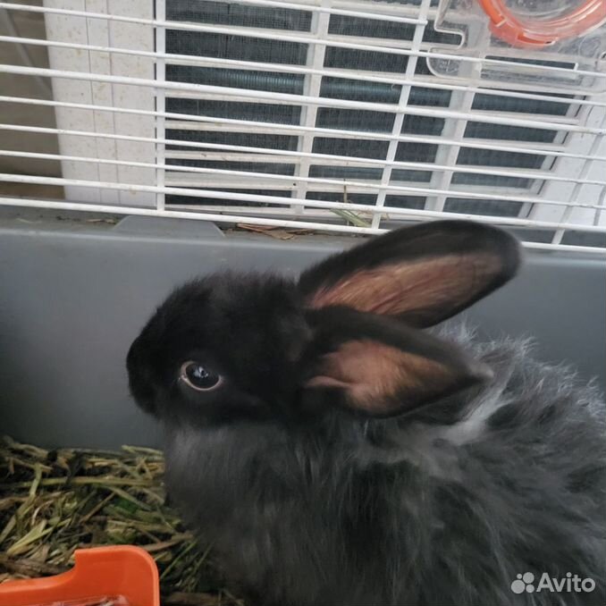 Декоративные кролики, помесь с крепким здоровьем