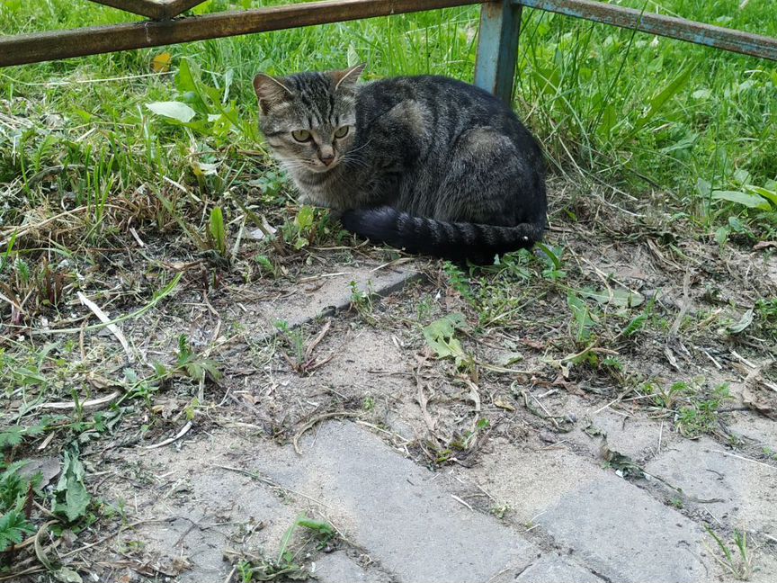 Найдена кошка