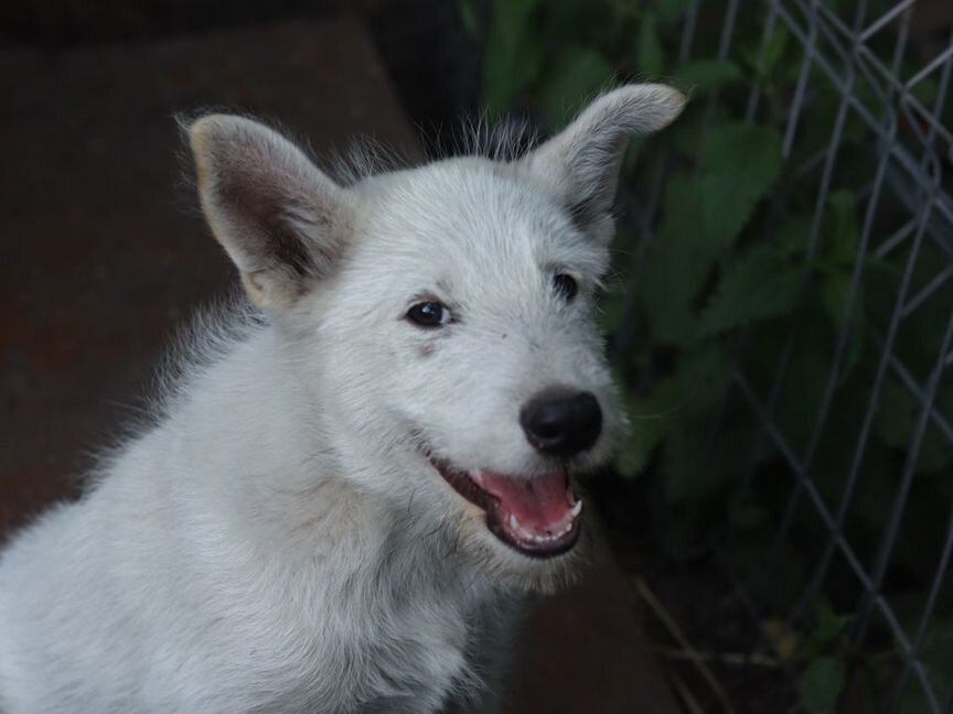 Отдам в добрые руки