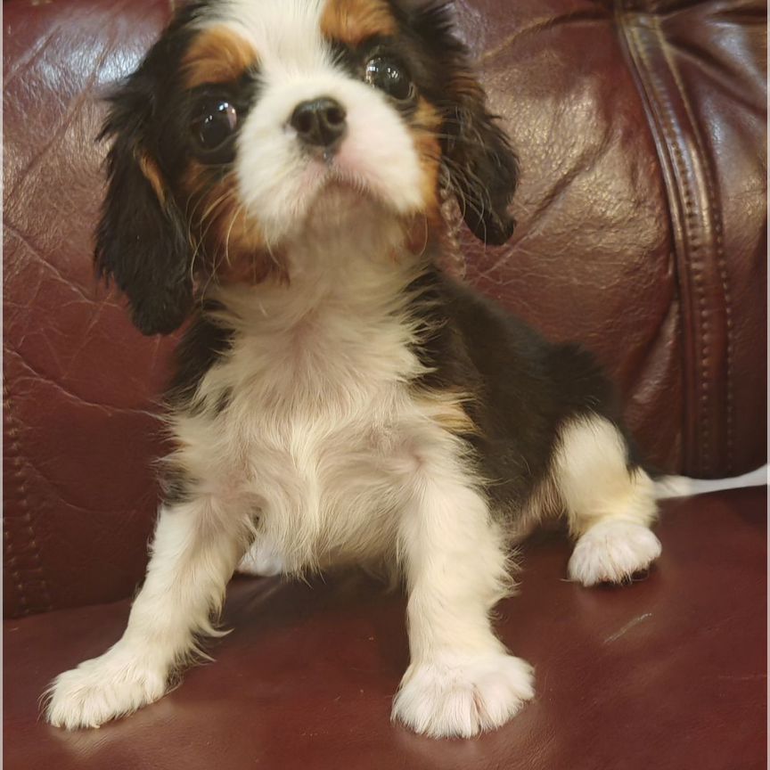 Кавалер кинг-чарльз-спаниель, щенок