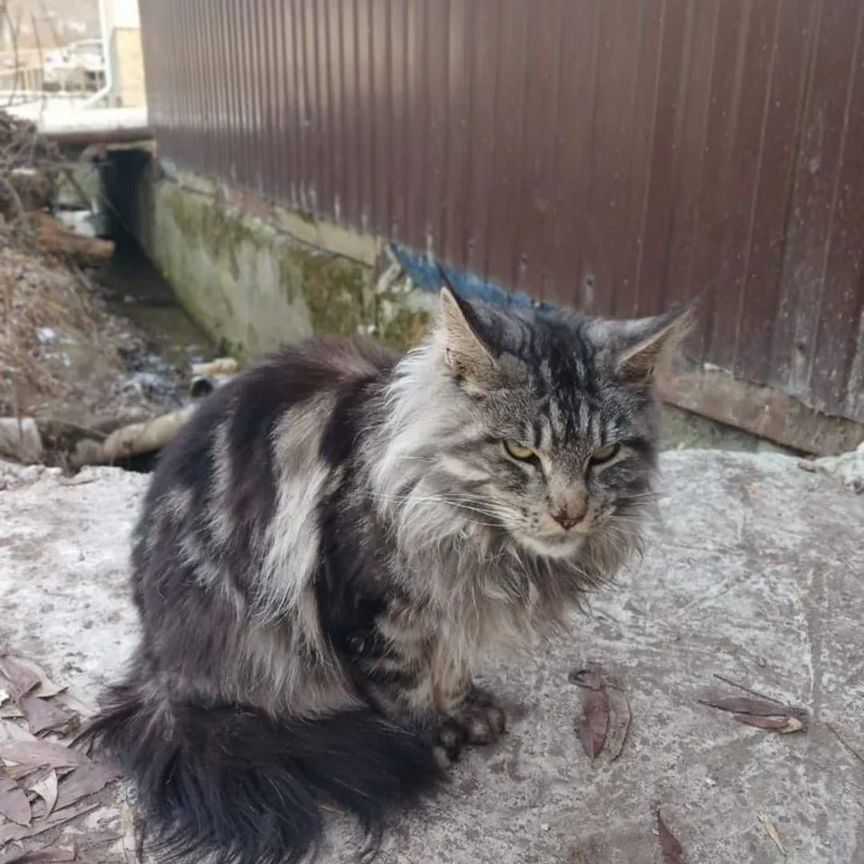 Мейкун бесплатно