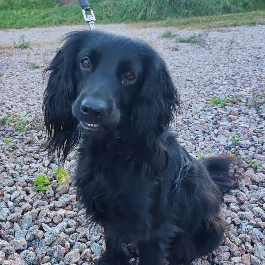 Русский спаниель 2.5 года