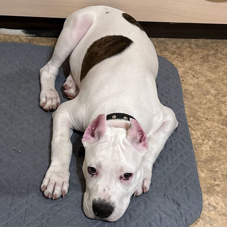 Американский стаффордширский терьер, щенок