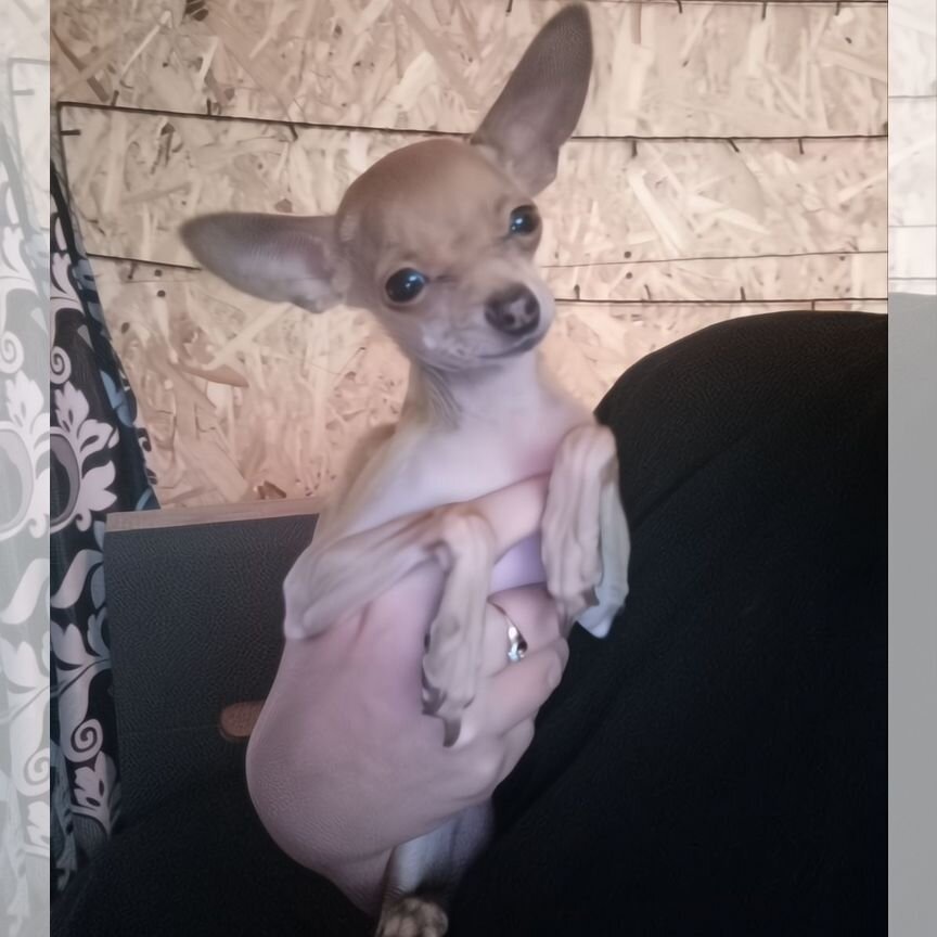 Русский той-терьер, щенок