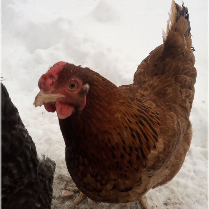 Куры несушки