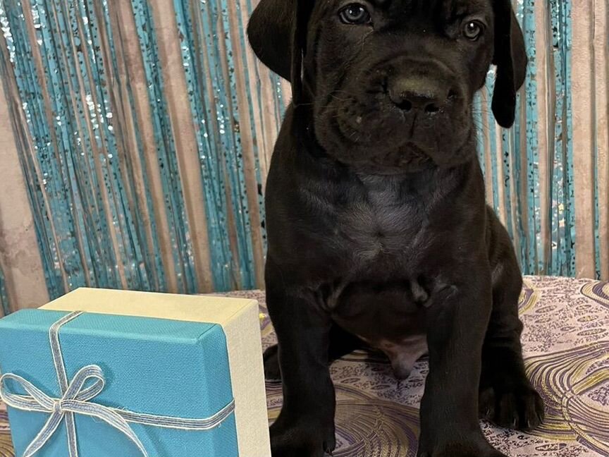 Щенки Кане-Корсо, документы РКФ (есть доставка)