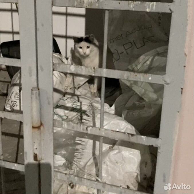 Кошечка трехцветная. Живет в коробке