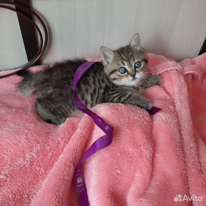 Бриташки две кошечки и котик