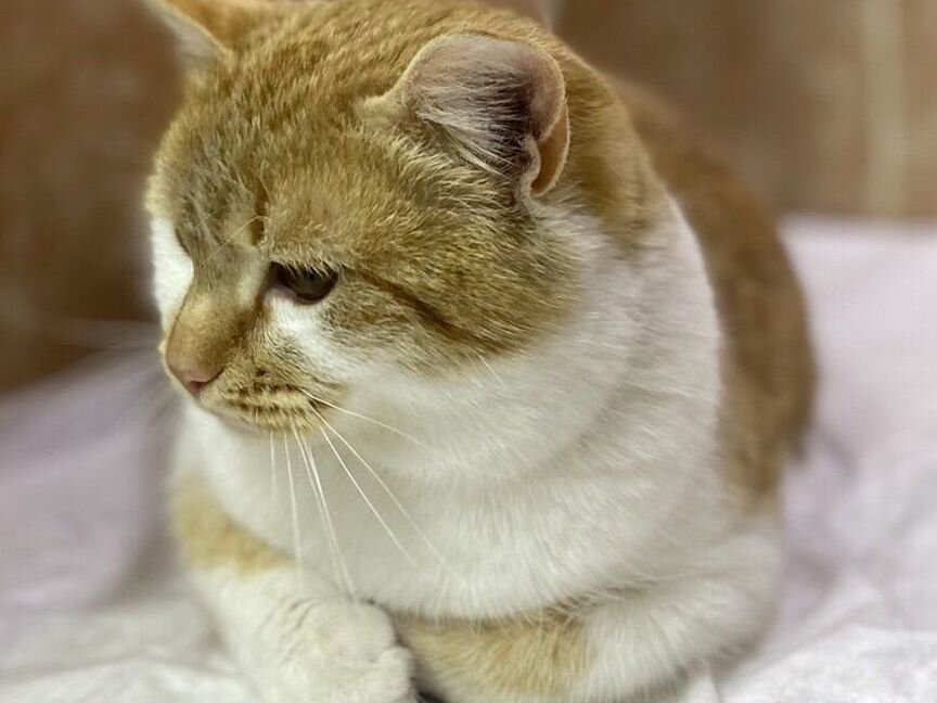 Молодой котик в добрые руки