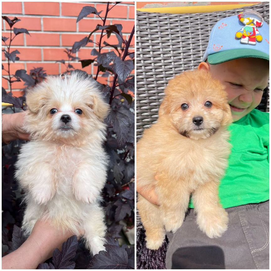 Медвежонок Тедди