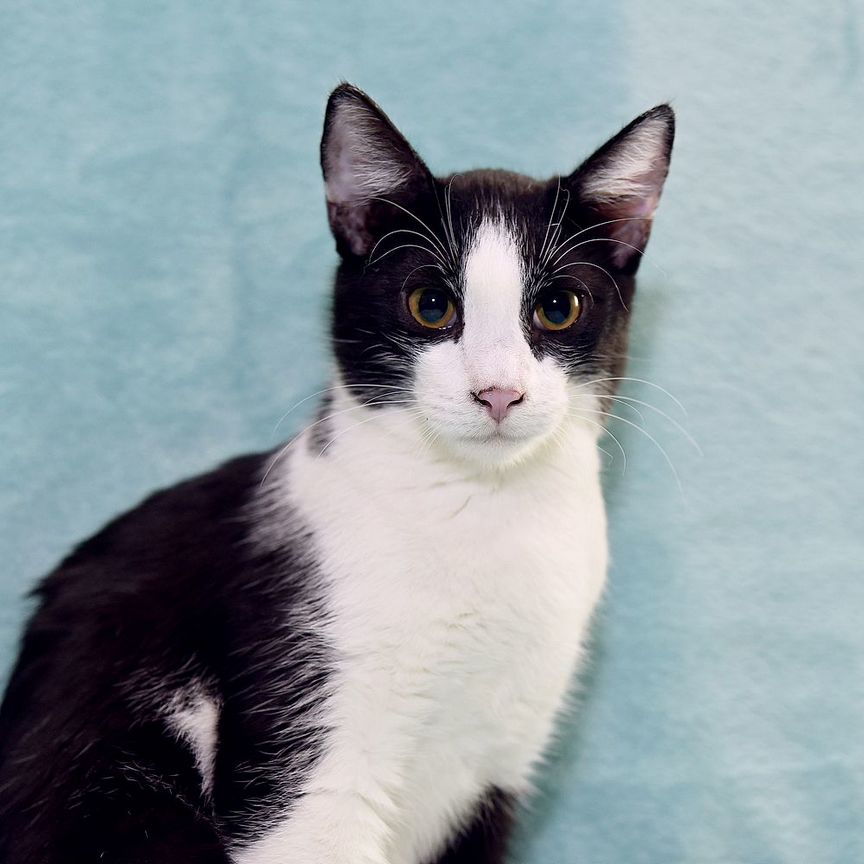 Малыш Яша в добрые руки