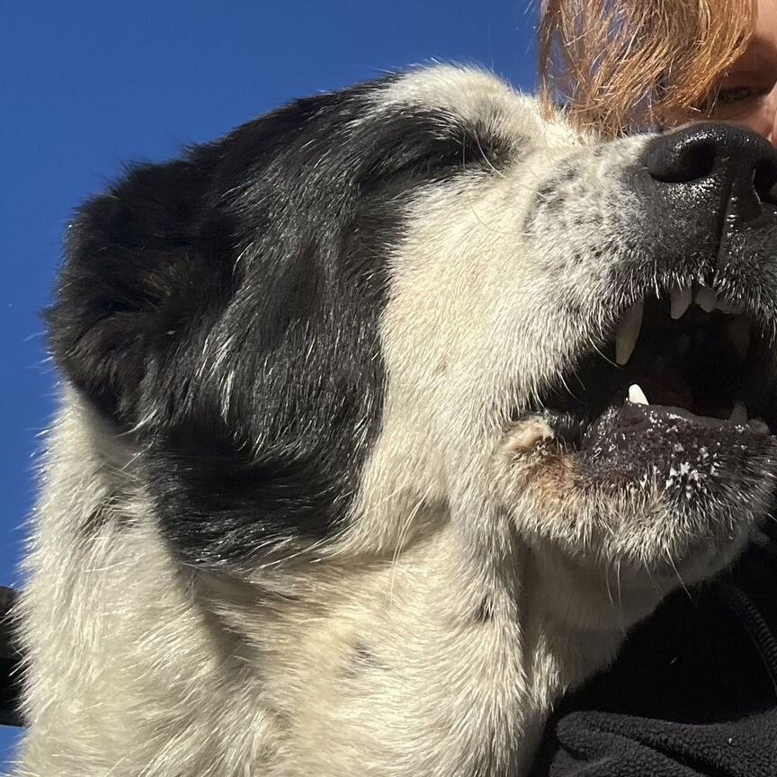 Ищет новый дом сука алабая 4г