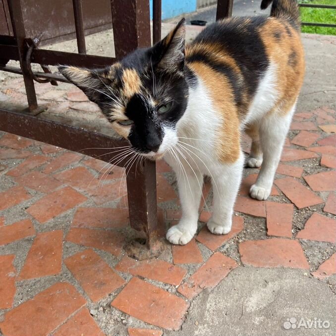 Клякса ищет дом