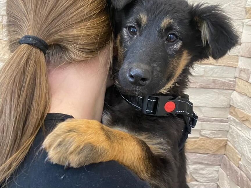 Щеночек подросток в дар