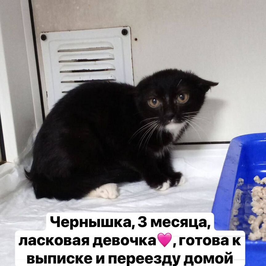 Котёнок в добрые руки