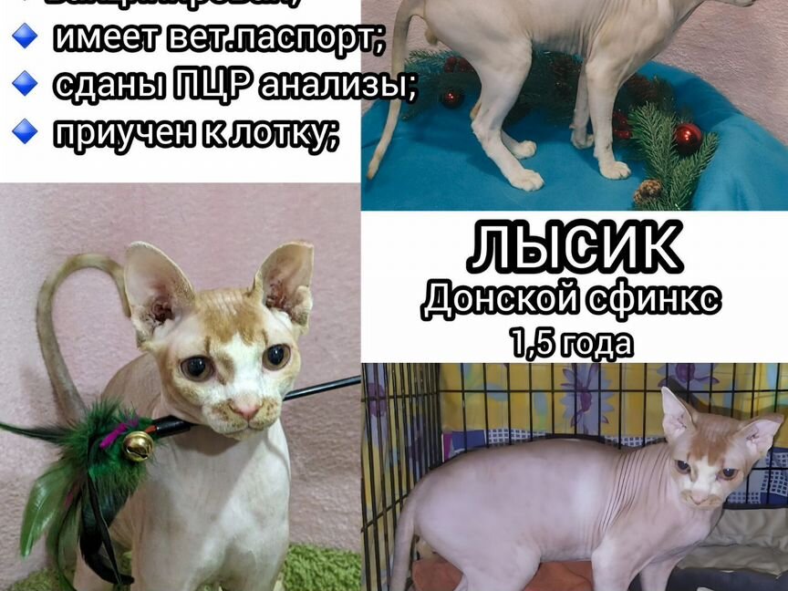 Донской сфинкс кастрированный кот