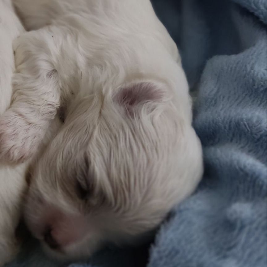 Малыши мальтезе