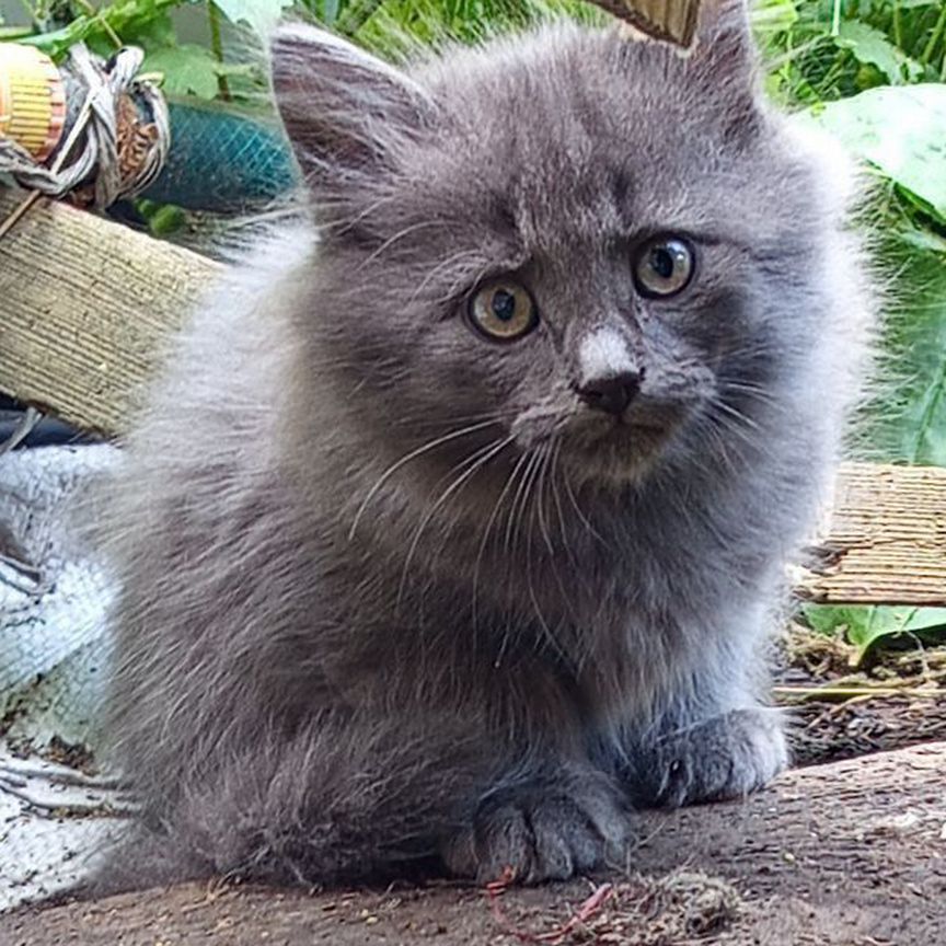 Котята