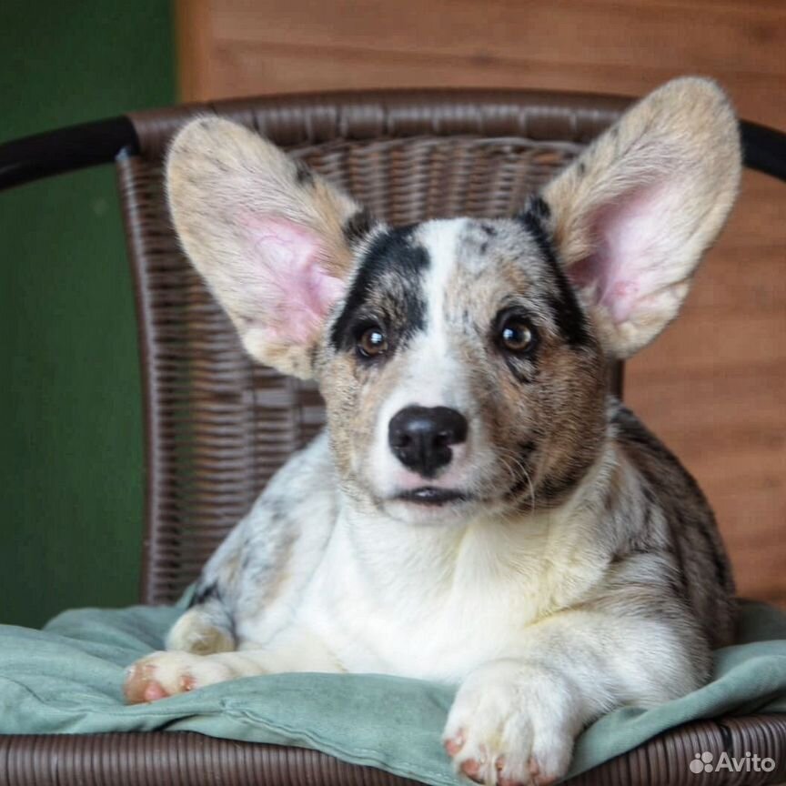 Щенок корги, доставка