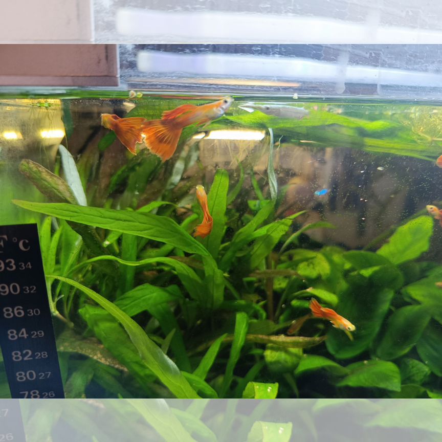 Гупи красные Чили