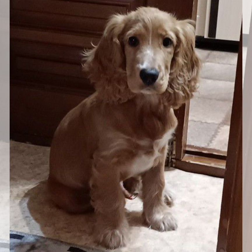 Щенок рос (торг)