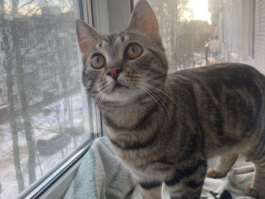 Кот 4-5 месяцев ищет дом