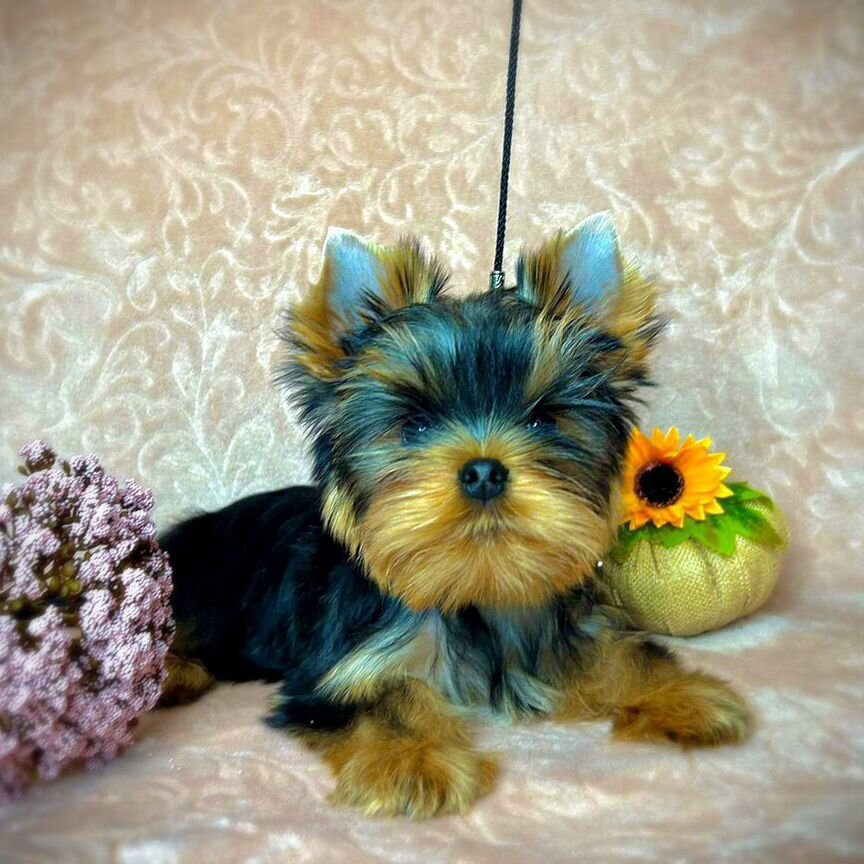 Йоркширский терьер