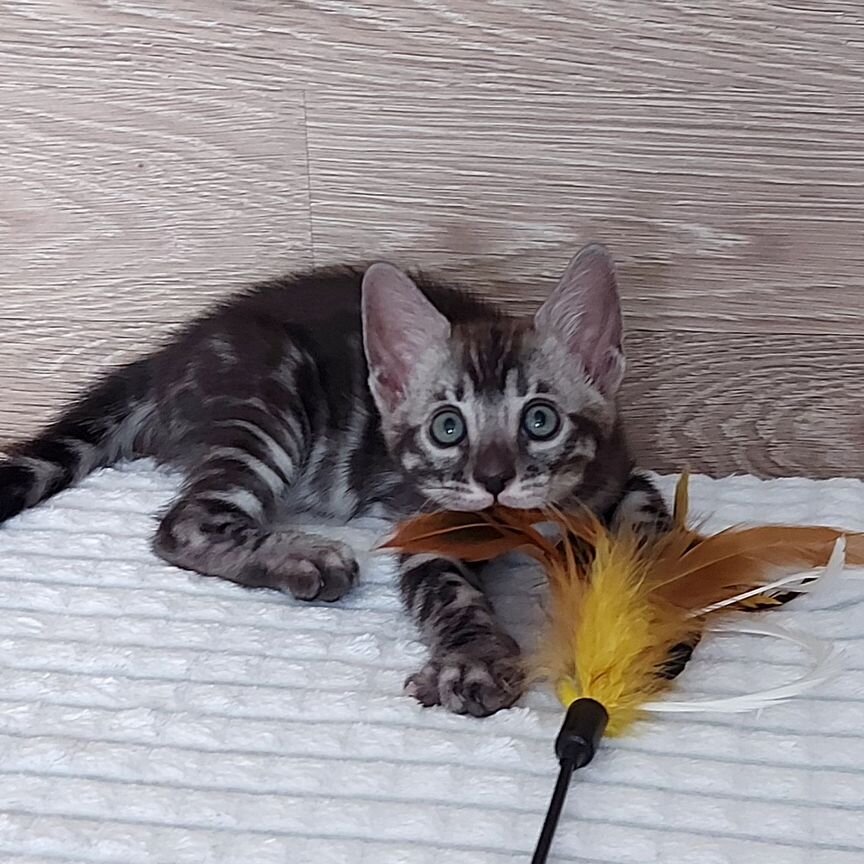 Бенгальские котята серебро