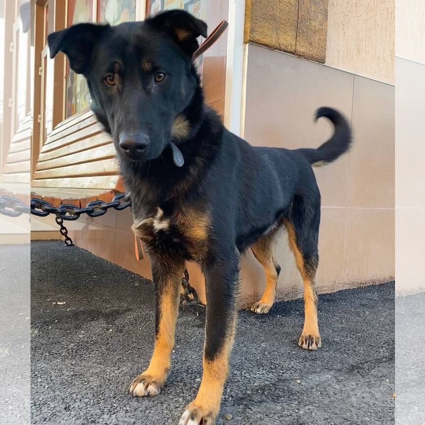 Дэйл роскошный чёрный немец овчарка в добрые руки