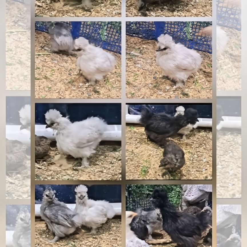 Цыплята Йокогама, Китайская шёлковая, Падуаны