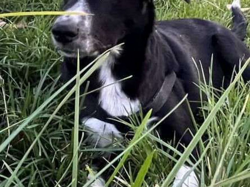 Щенок-подросток ищет дом