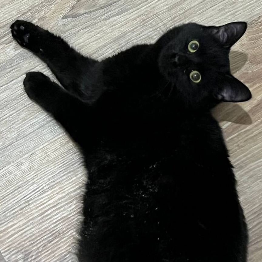 Взрослая, кошка в добрые руки