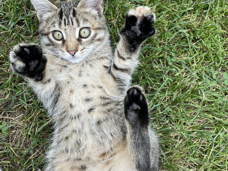 Игривая умная кошечка, возраст 3 месяца