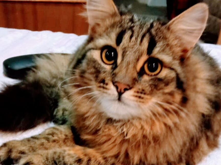 6-месячный котик в поисках мампап