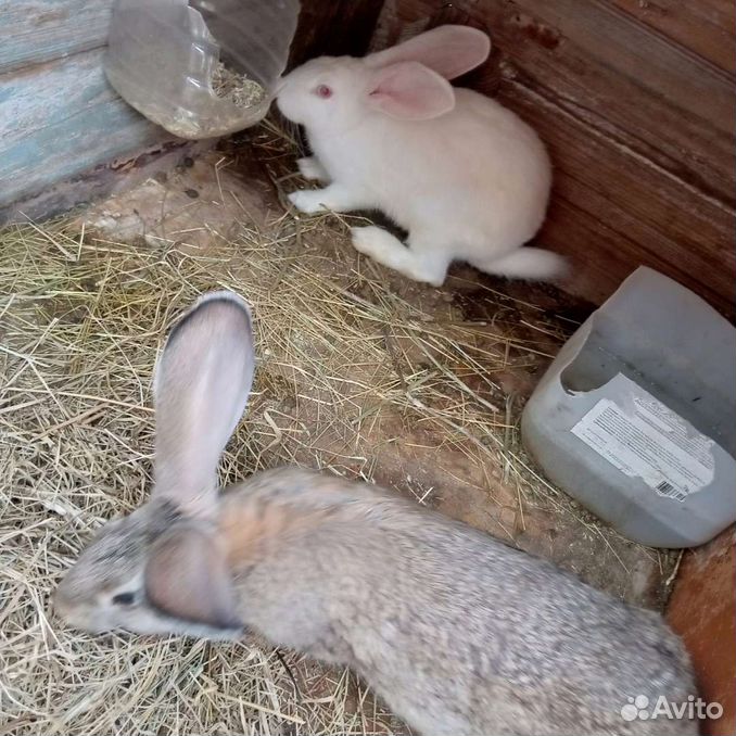 Кролики великаны